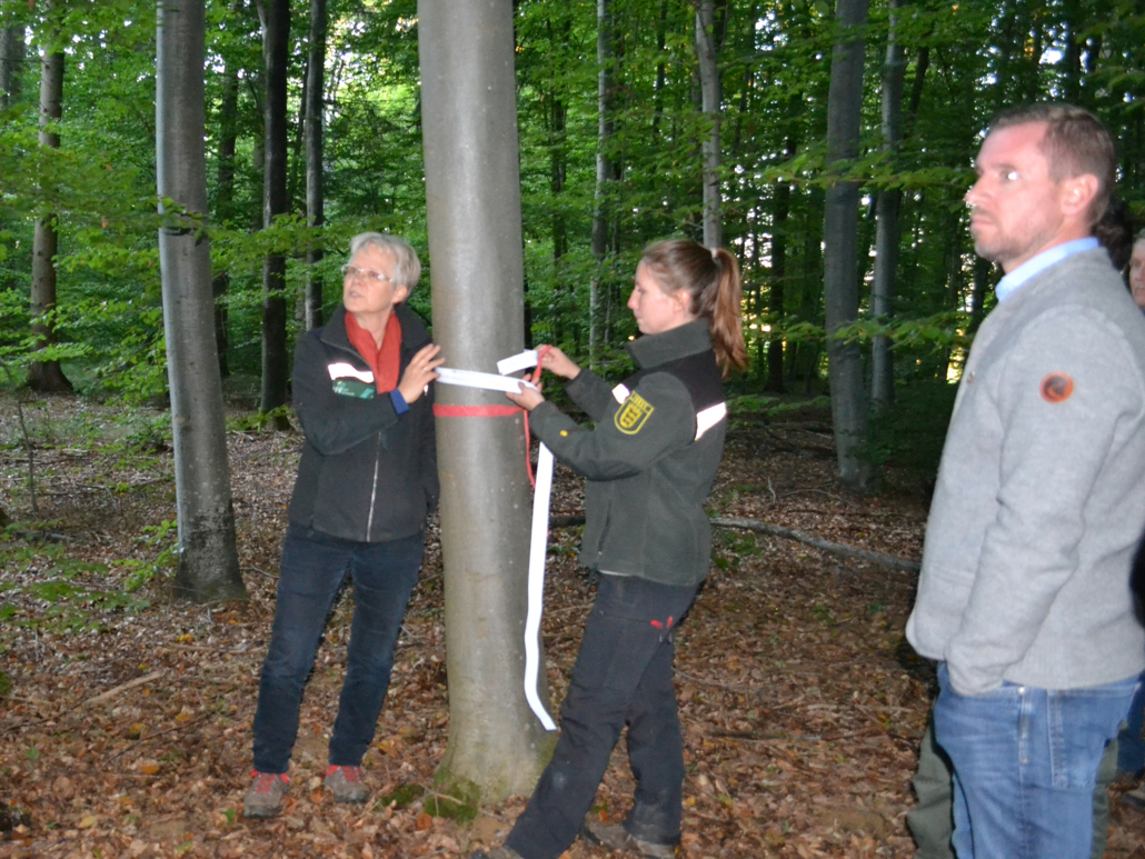 "Wald der Zukunft" - eine Zeitreise im Wald von Holzmaden - Dr. Natalie ...